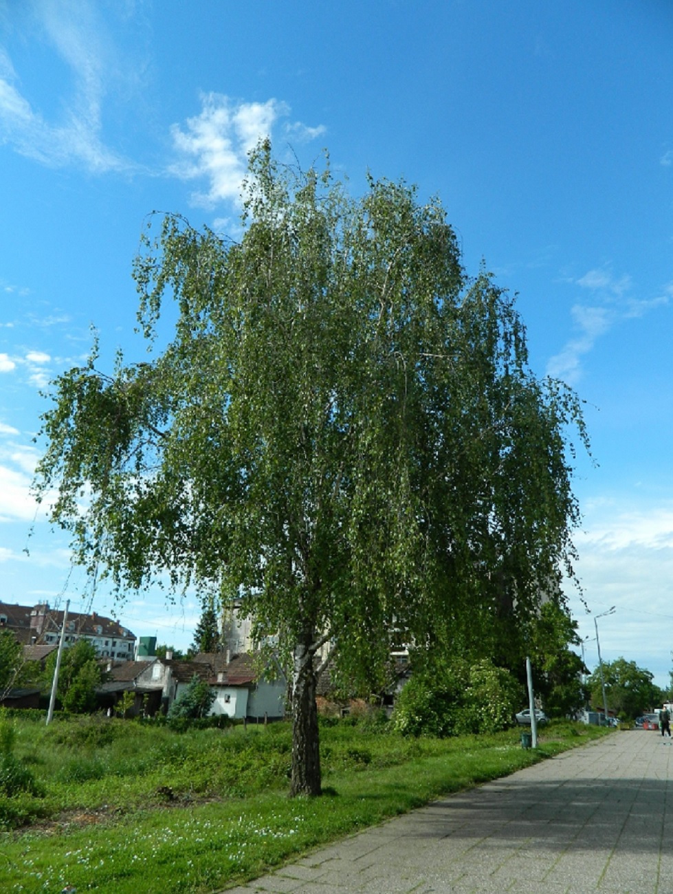 Bijela breza – DRVOKOD