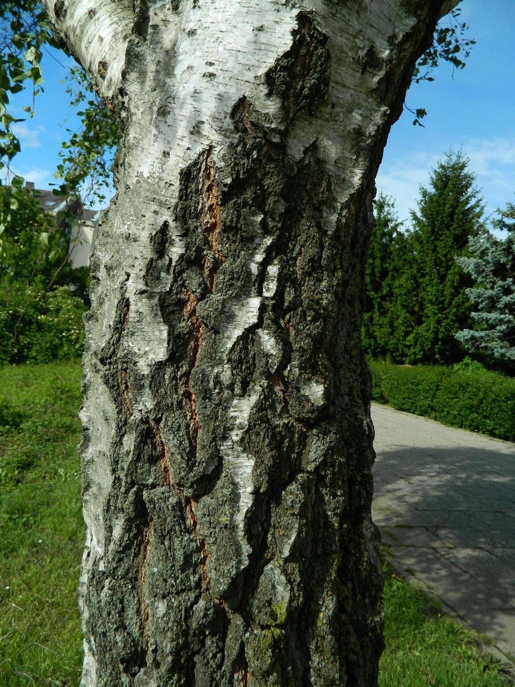 Bijela breza – DRVOKOD