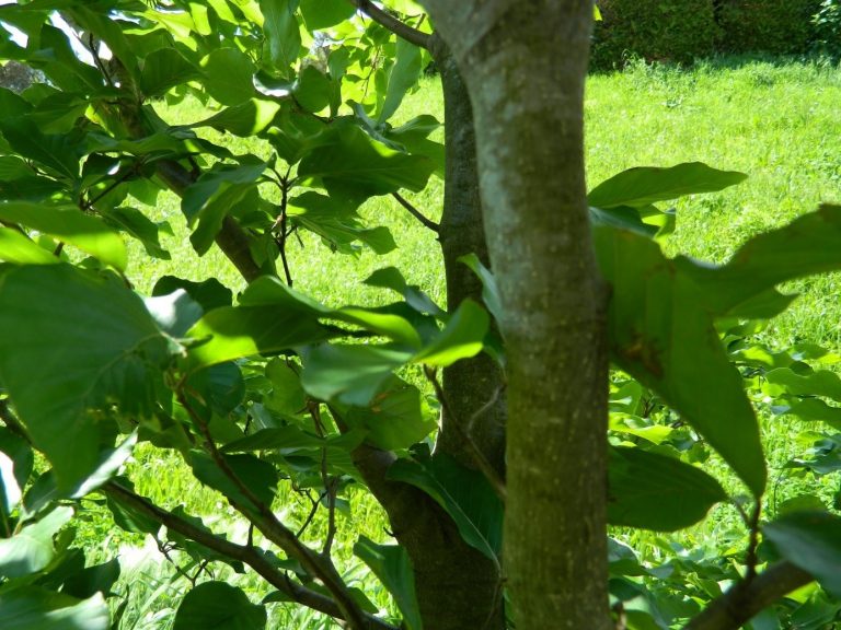 Obična bukva – DRVOKOD