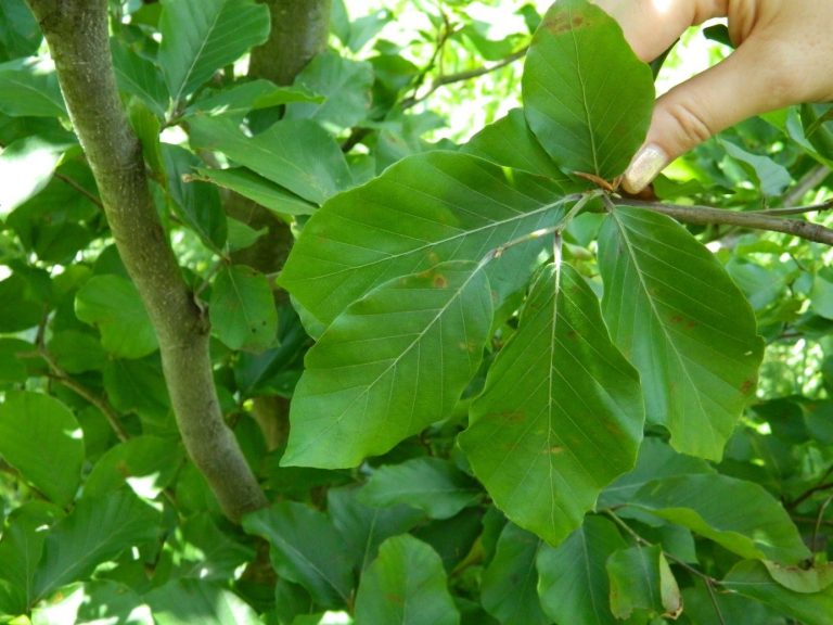 Obična bukva – DRVOKOD