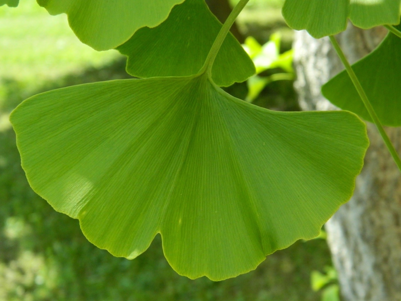 Ginko – DRVOKOD